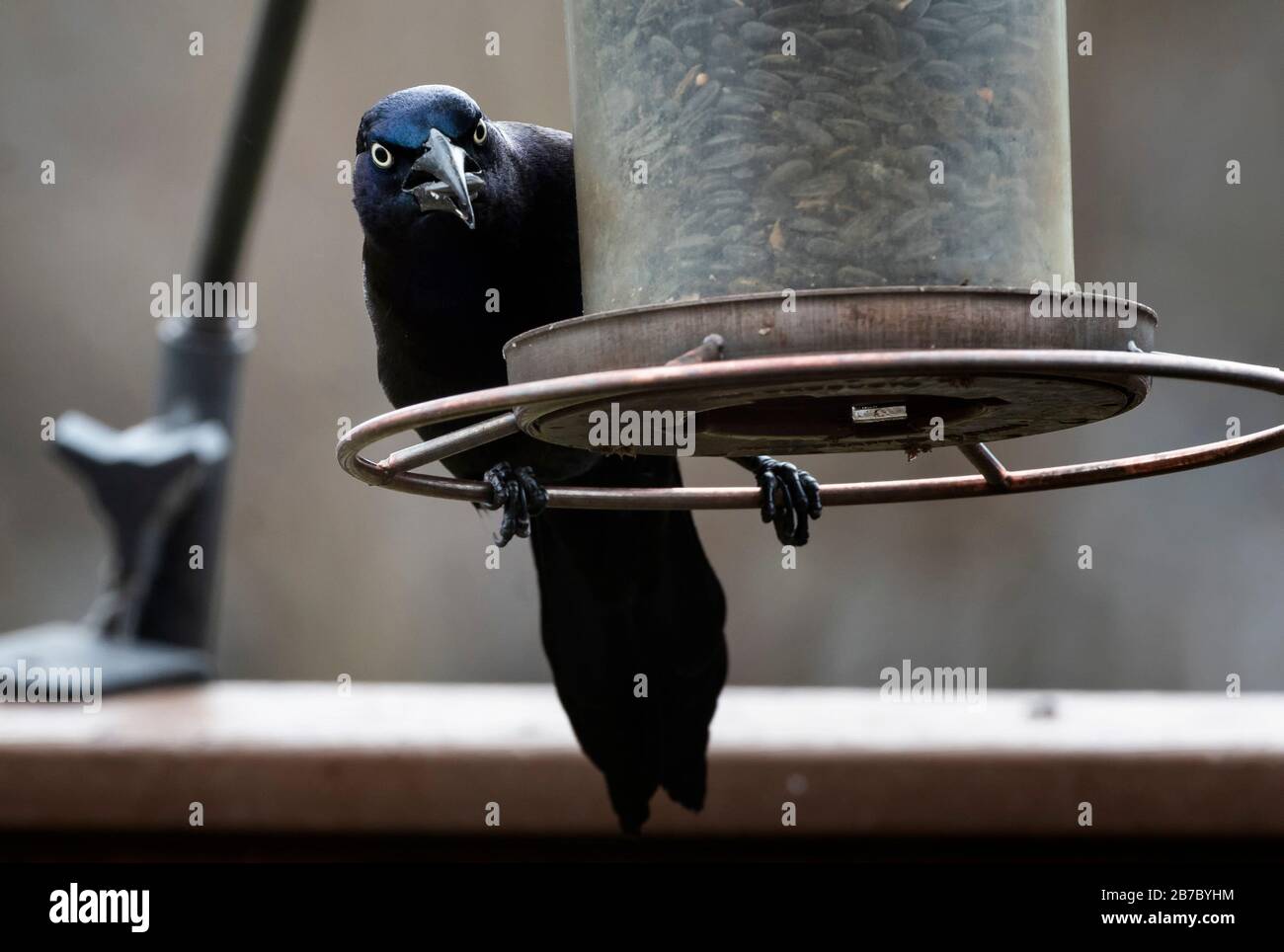 Crow raven feeder hi-res stock photography and images - Alamy