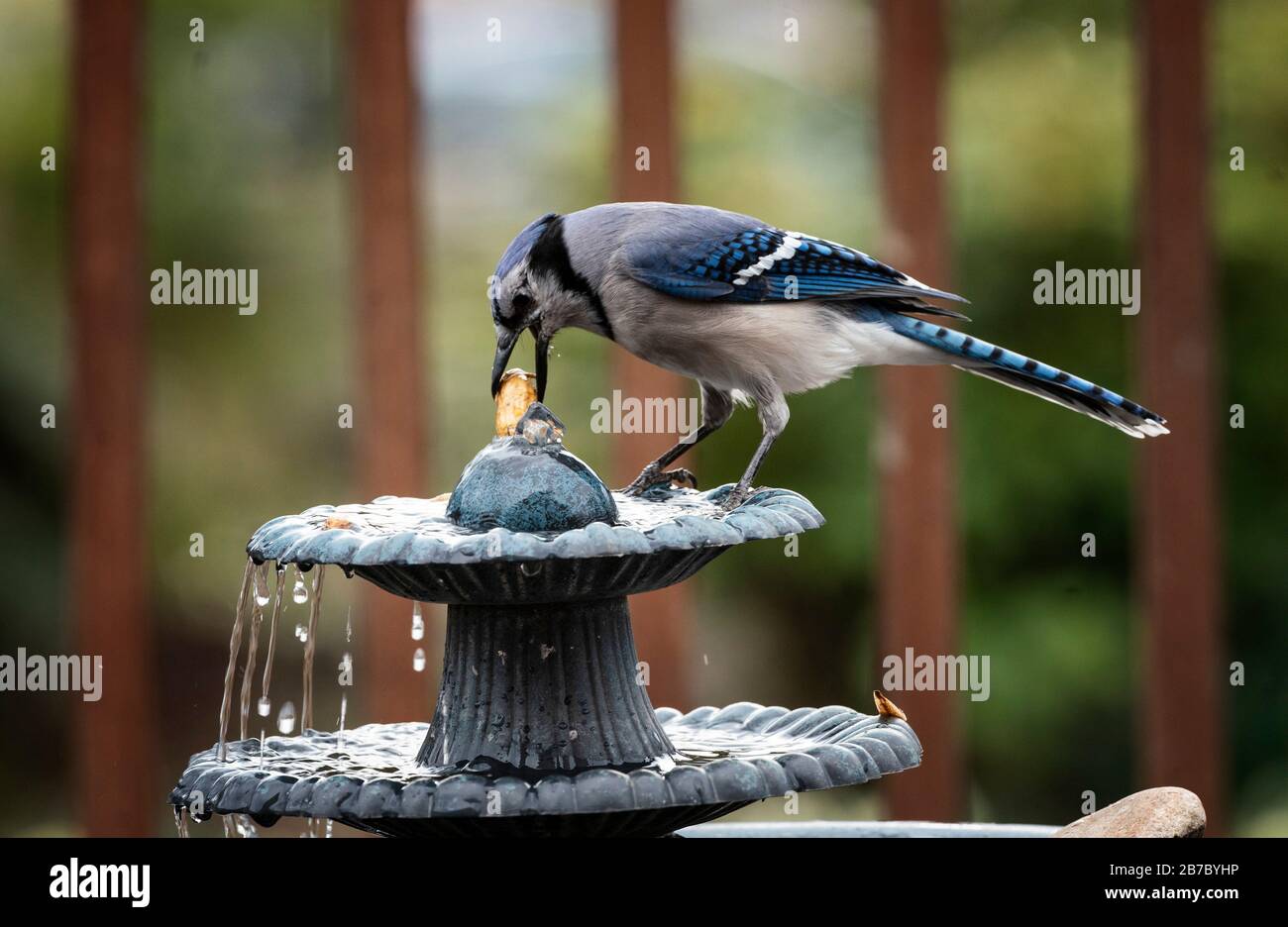 Wild bird dipping hi-res stock photography and images - Alamy