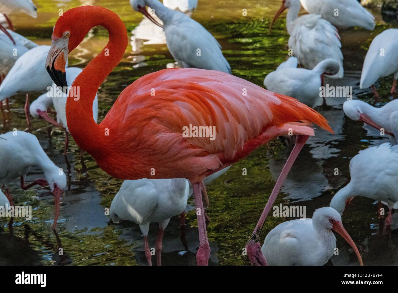 Bonita Springs Florida flora and fauna in January Stock Photo - Alamy