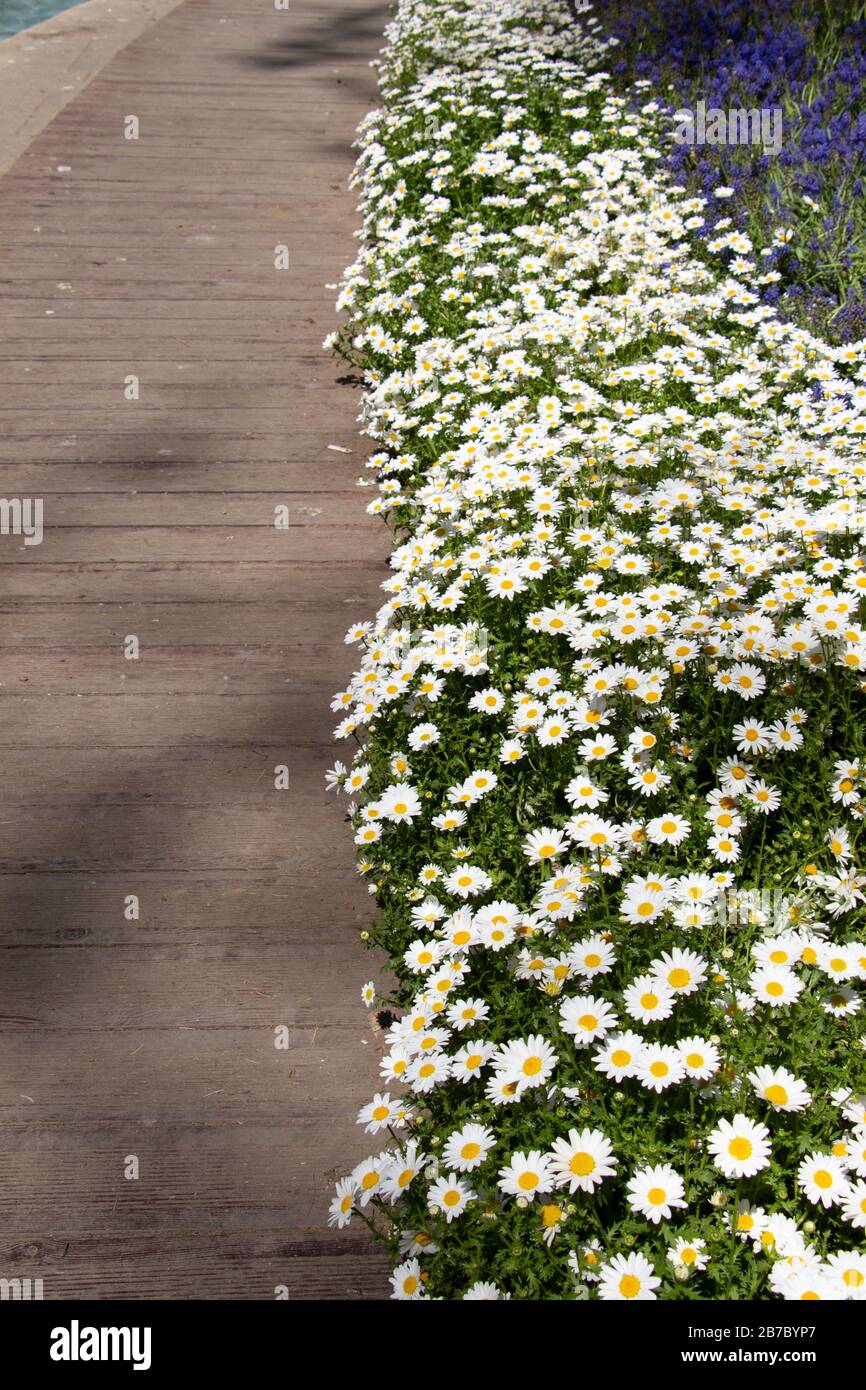 Background flowers of white daisies in the flower bed by the path Stock ...