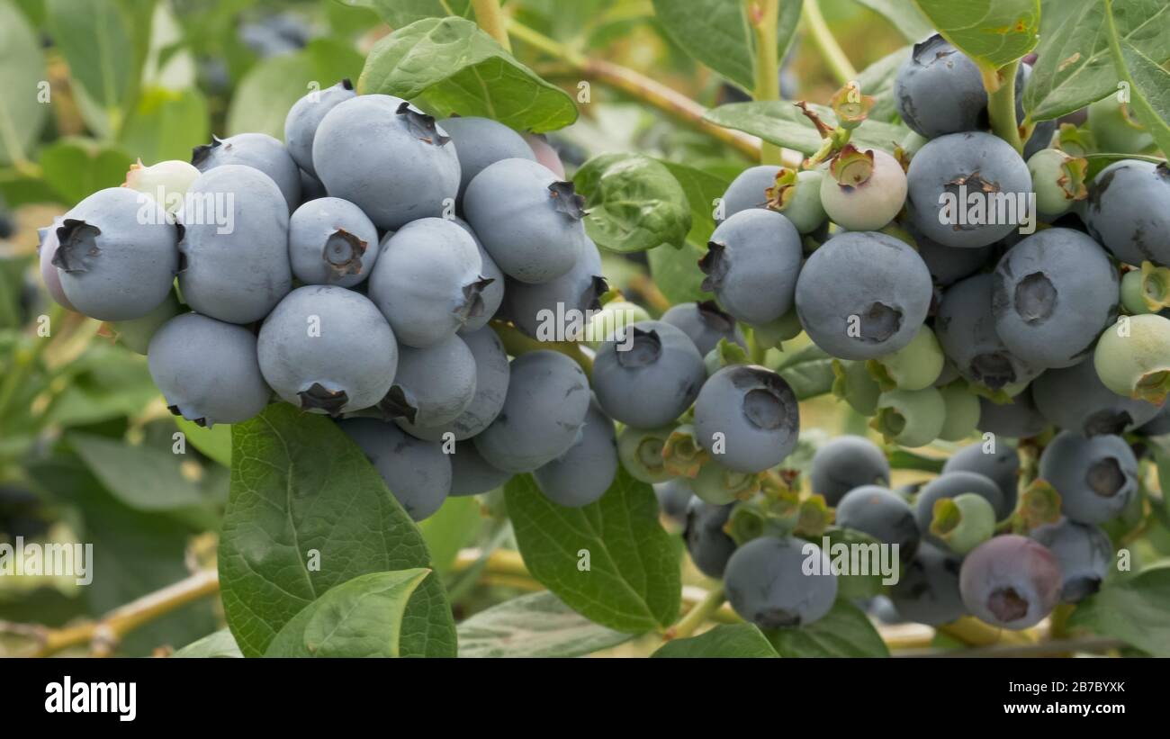 fruit on blueberry bushes at a farm near bellingham in the us pacific ...