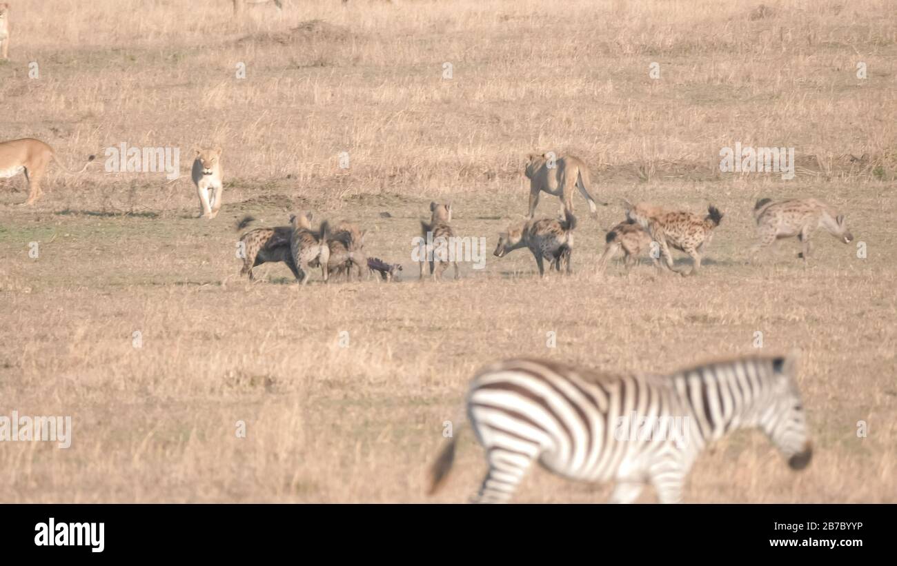 hyenas carrying carcass spine at serengeti np Stock Photo - Alamy