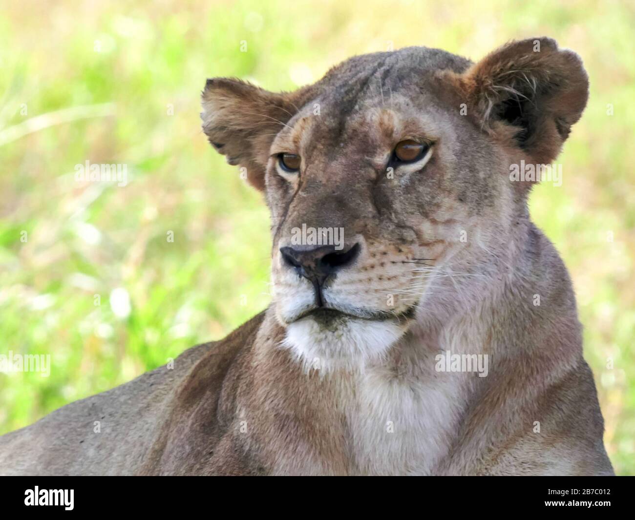 Lion sitting mound hi-res stock photography and images - Alamy
