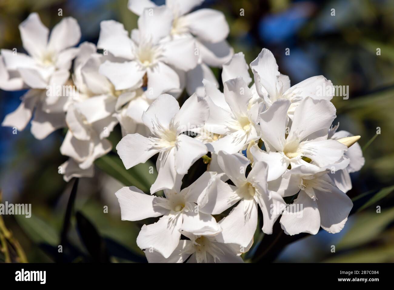 Mediterranean evergreen evergreen shrub hi-res stock photography and ...
