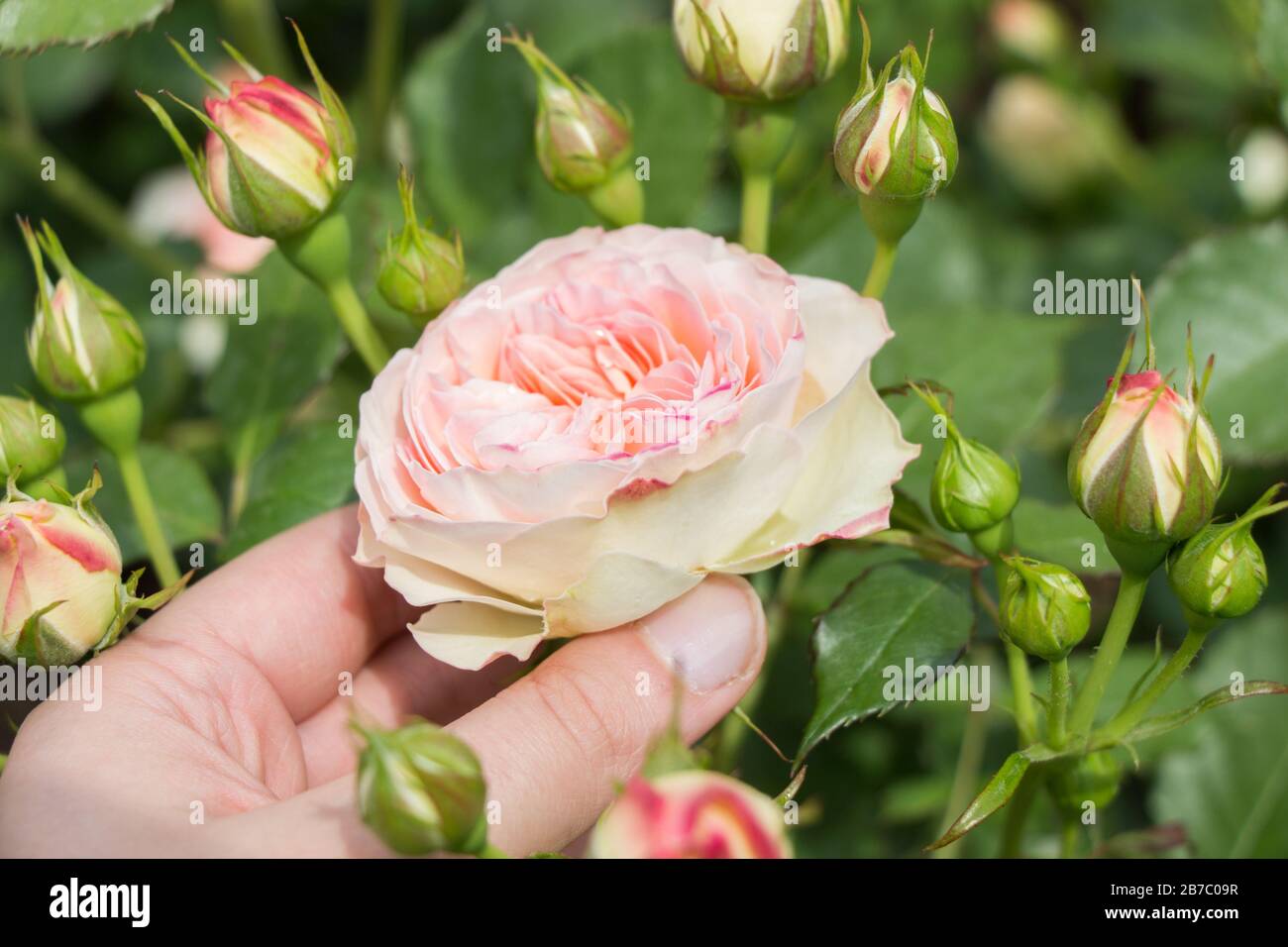 Hand holding a colorful Rose Flower Stock Photo - Alamy