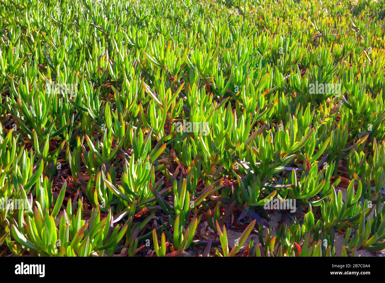 green background of tropical uncultivated plants Stock Photo - Alamy