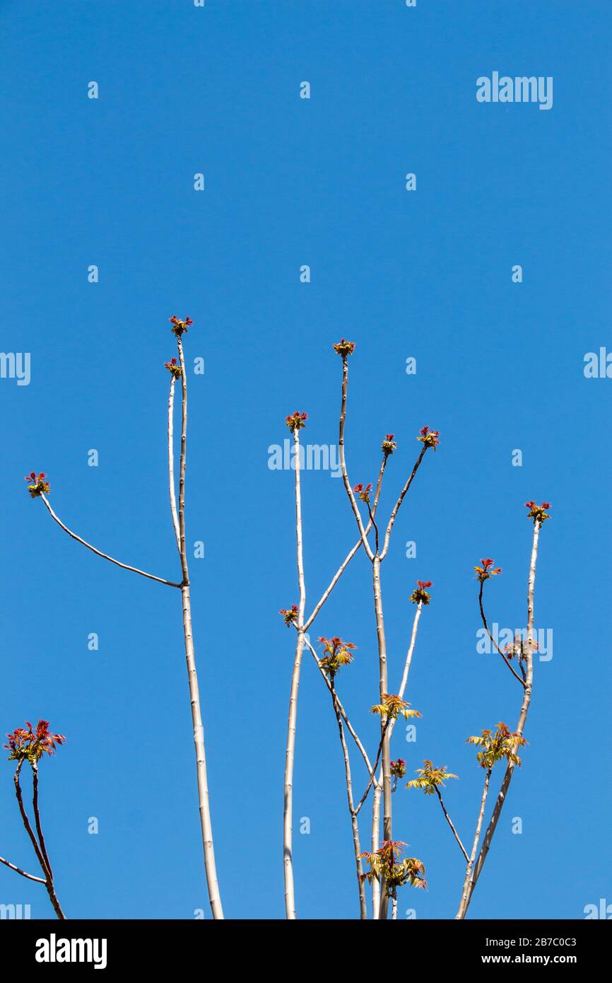 Offshoot branch hi-res stock photography and images - Alamy