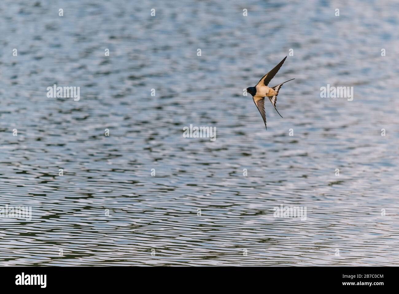 Flying swallow bird in slow hi-res stock photography and images - Alamy