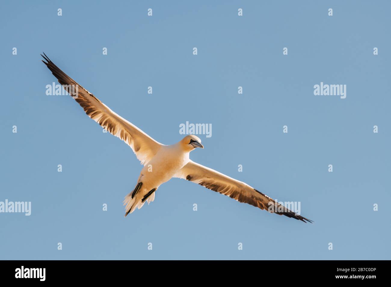 Northern Gannet (Morus bassanus) flying high in the sky above the sea ...