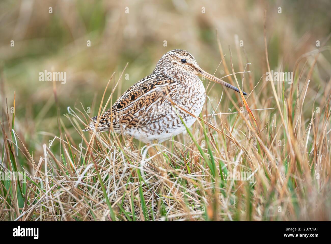 South american snipes hi-res stock photography and images - Alamy
