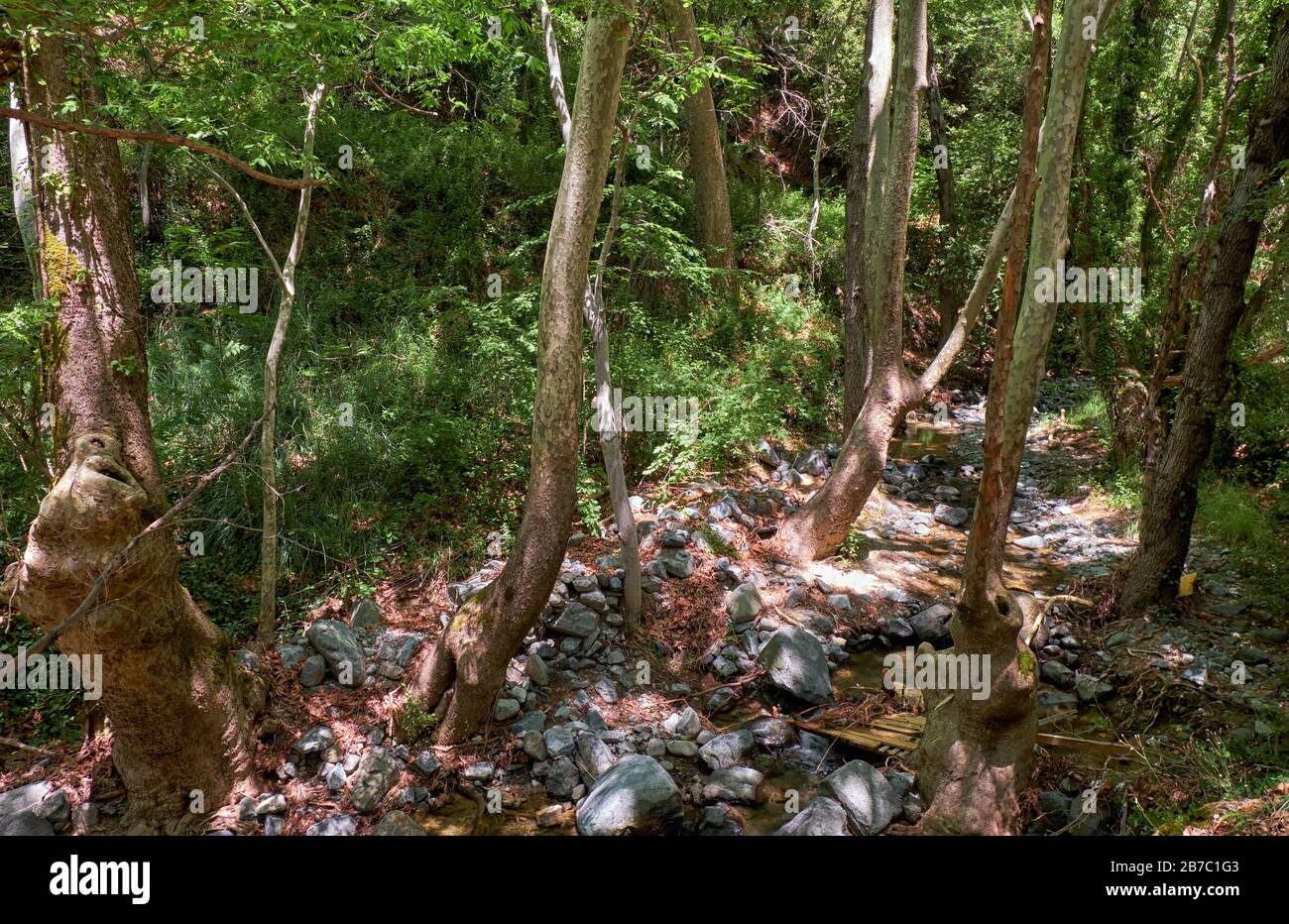 Plane tree forest on Millomeris nature trail to the Millomeris ...
