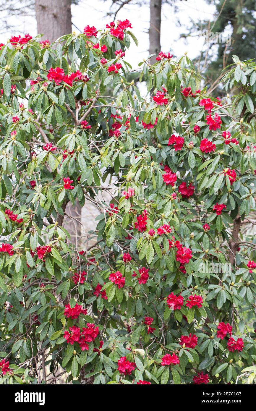 Bibiani hi-res stock photography and images - Alamy