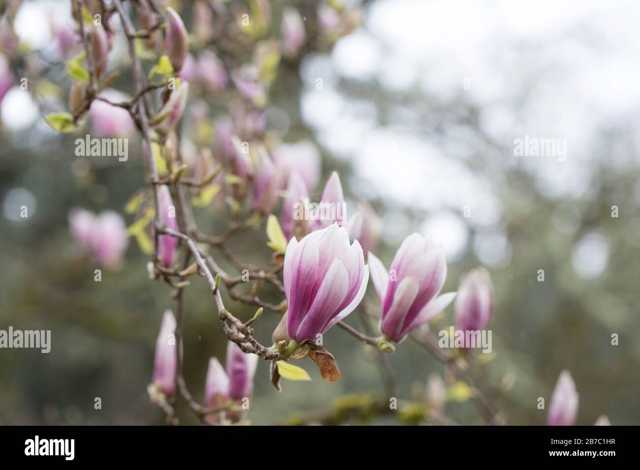 Blossoms saucer magnolia soulangeana hi-res stock photography and ...