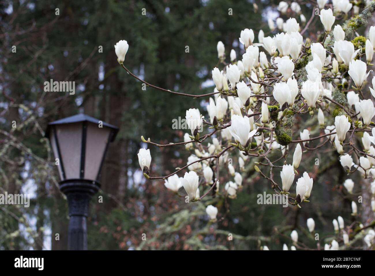 Next to streetlight hi-res stock photography and images - Alamy