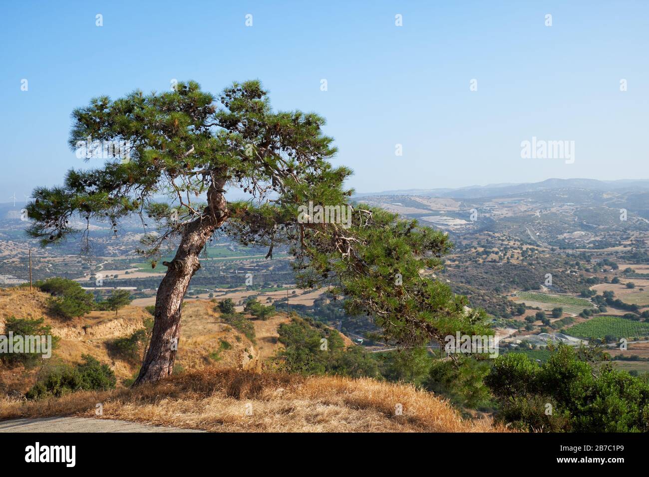 Cyprus pine hi-res stock photography and images - Alamy