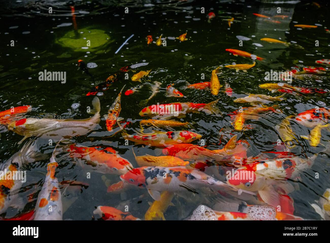 Colorful koi fish in a pond Stock Photo - Alamy
