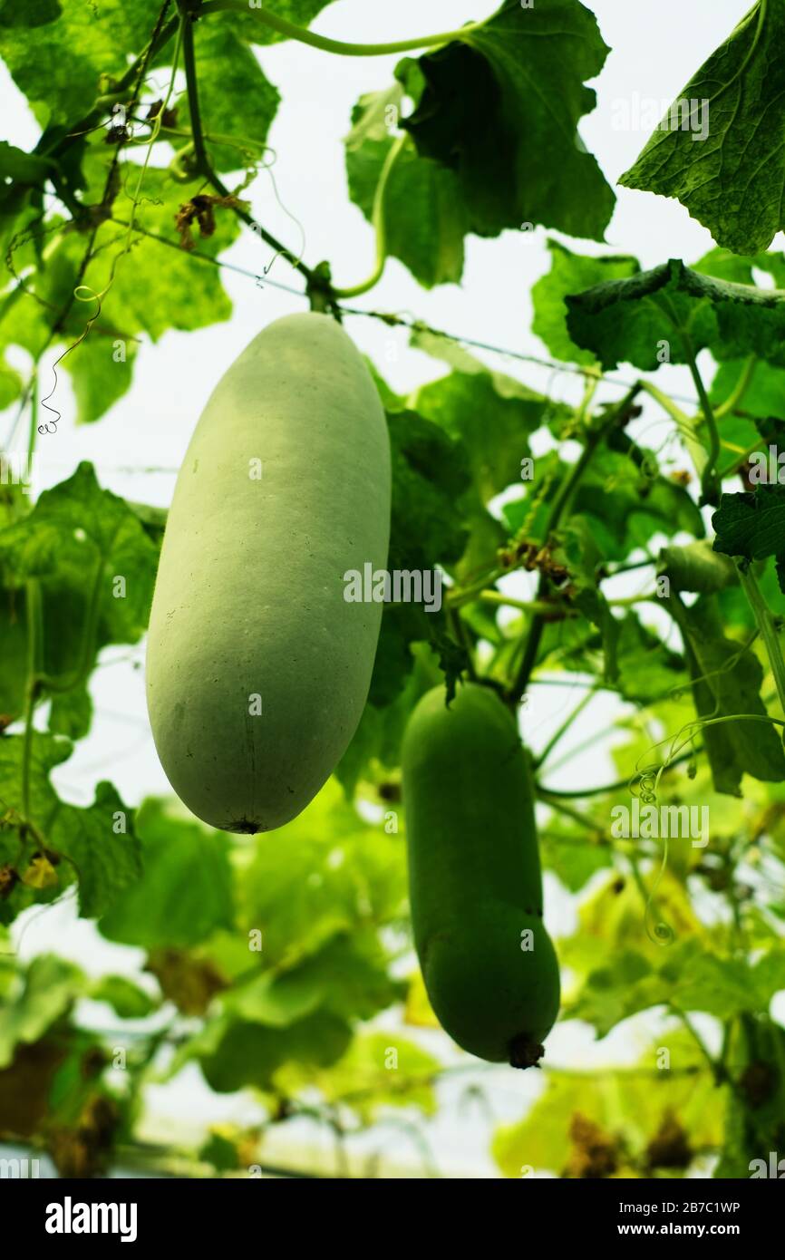 Green hatch with stem hanging in the sky Stock Photo - Alamy