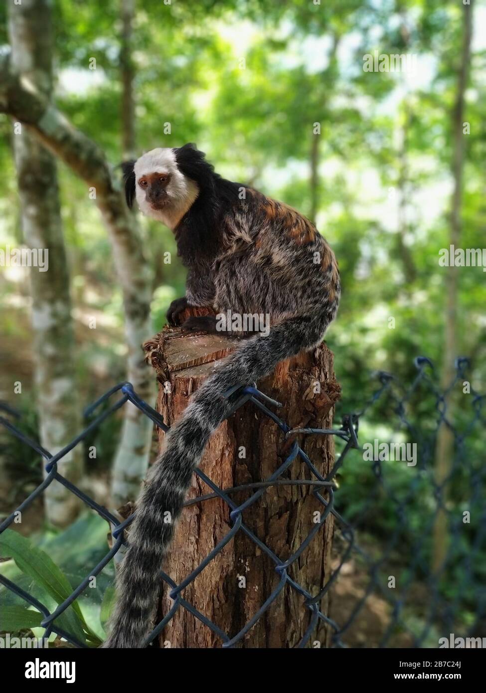 Monkey brasil hi-res stock photography and images - Alamy
