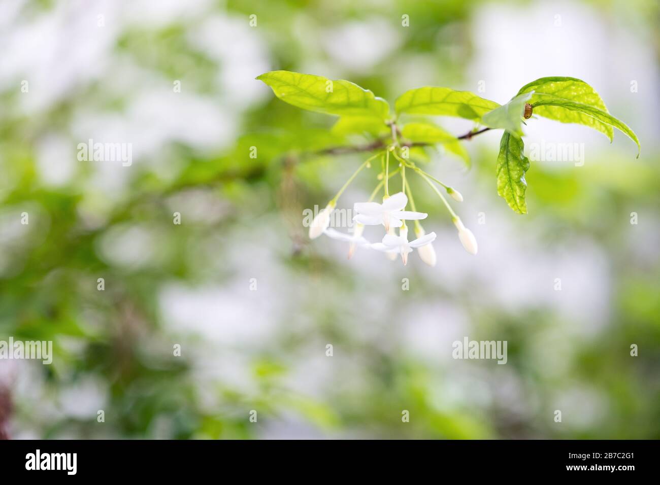 Closeup image of mok flower with tree Stock Photo - Alamy