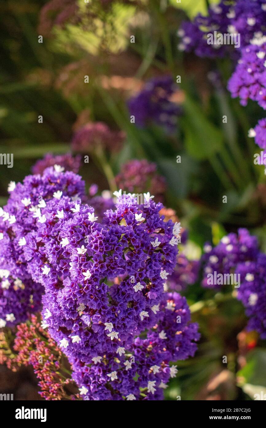 The Sloat Garden Center is a nursery chain which sells many different ...