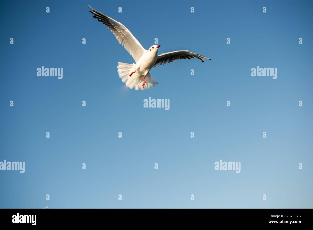 Single seagull flying in a blue sky background Stock Photo - Alamy
