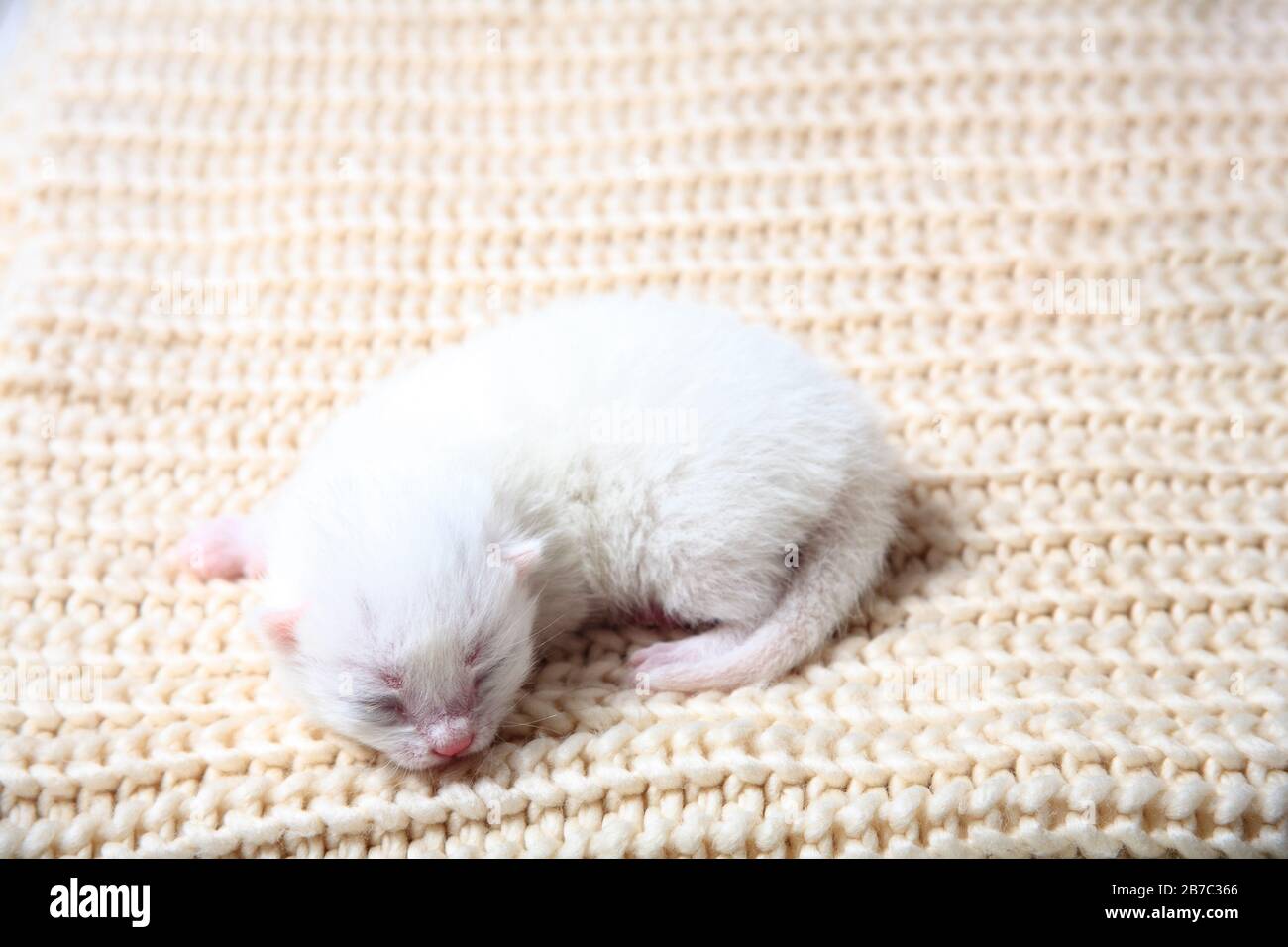 Newborn Albino Kitten
