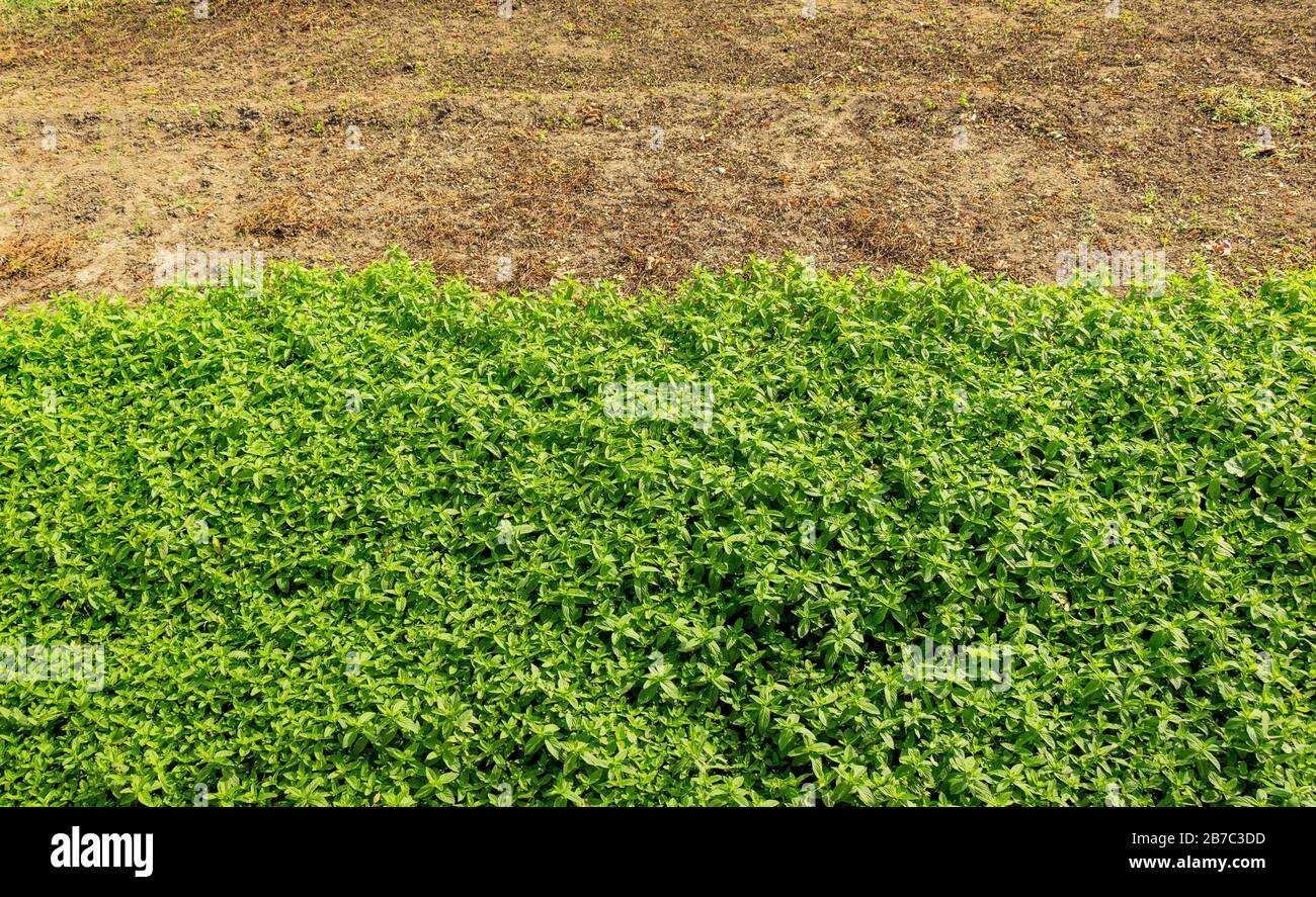 Growing sprouted agricultural crops in spring field Stock Photo - Alamy