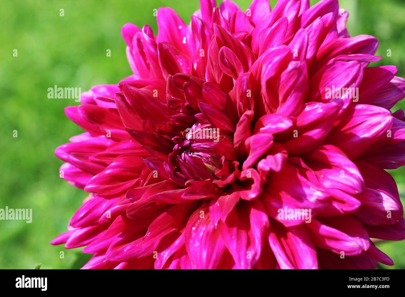 Colorful closeup vibrant flower in the garden macro photography ...