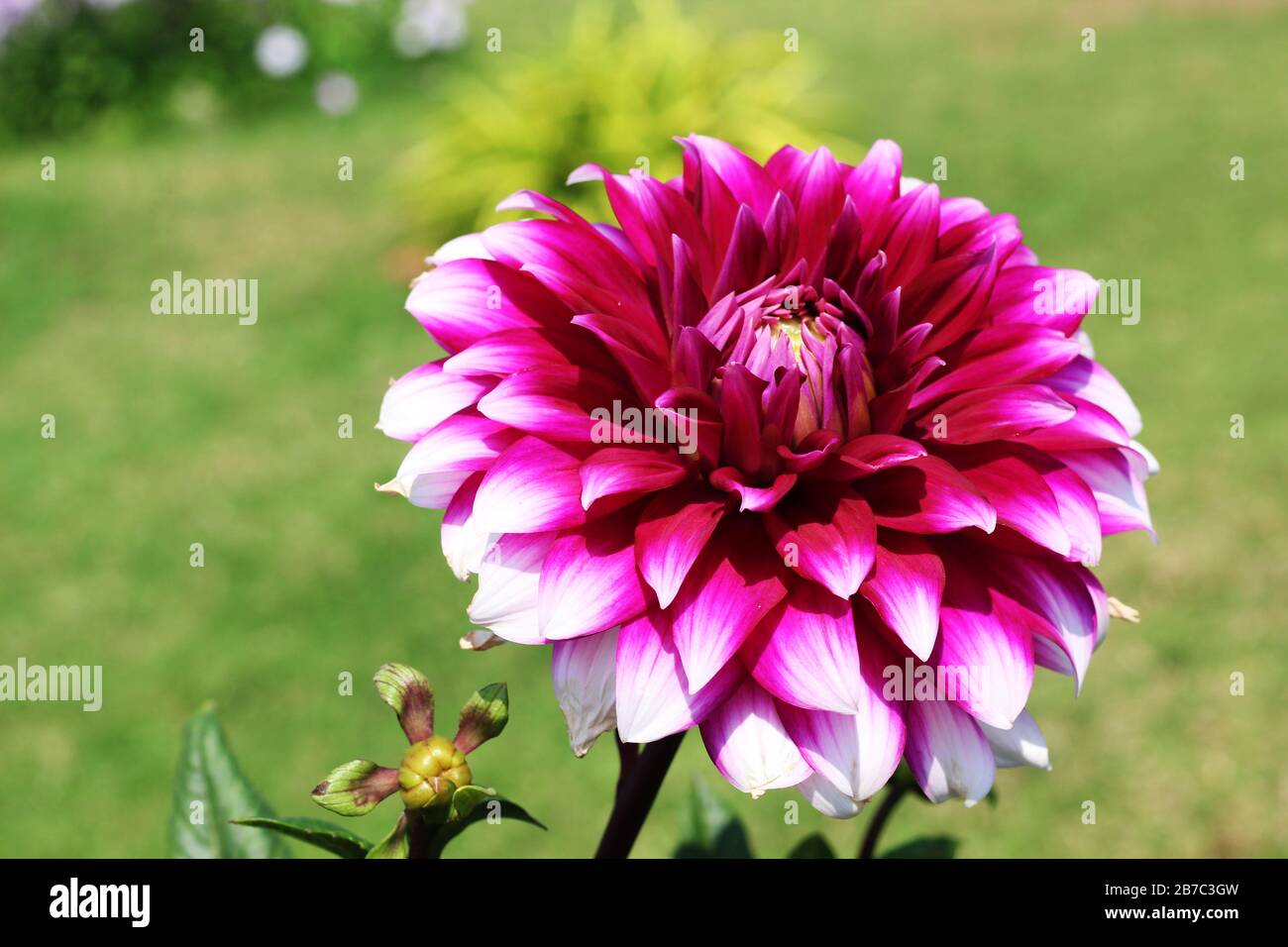 Colorful closeup vibrant flower in the garden macro photography ...