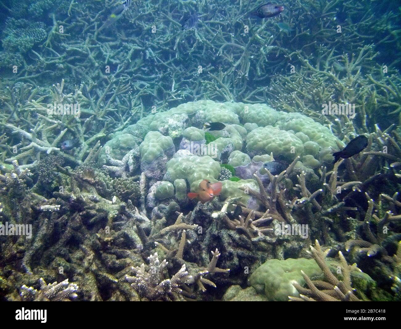 Great barrier reefs hi-res stock photography and images - Alamy