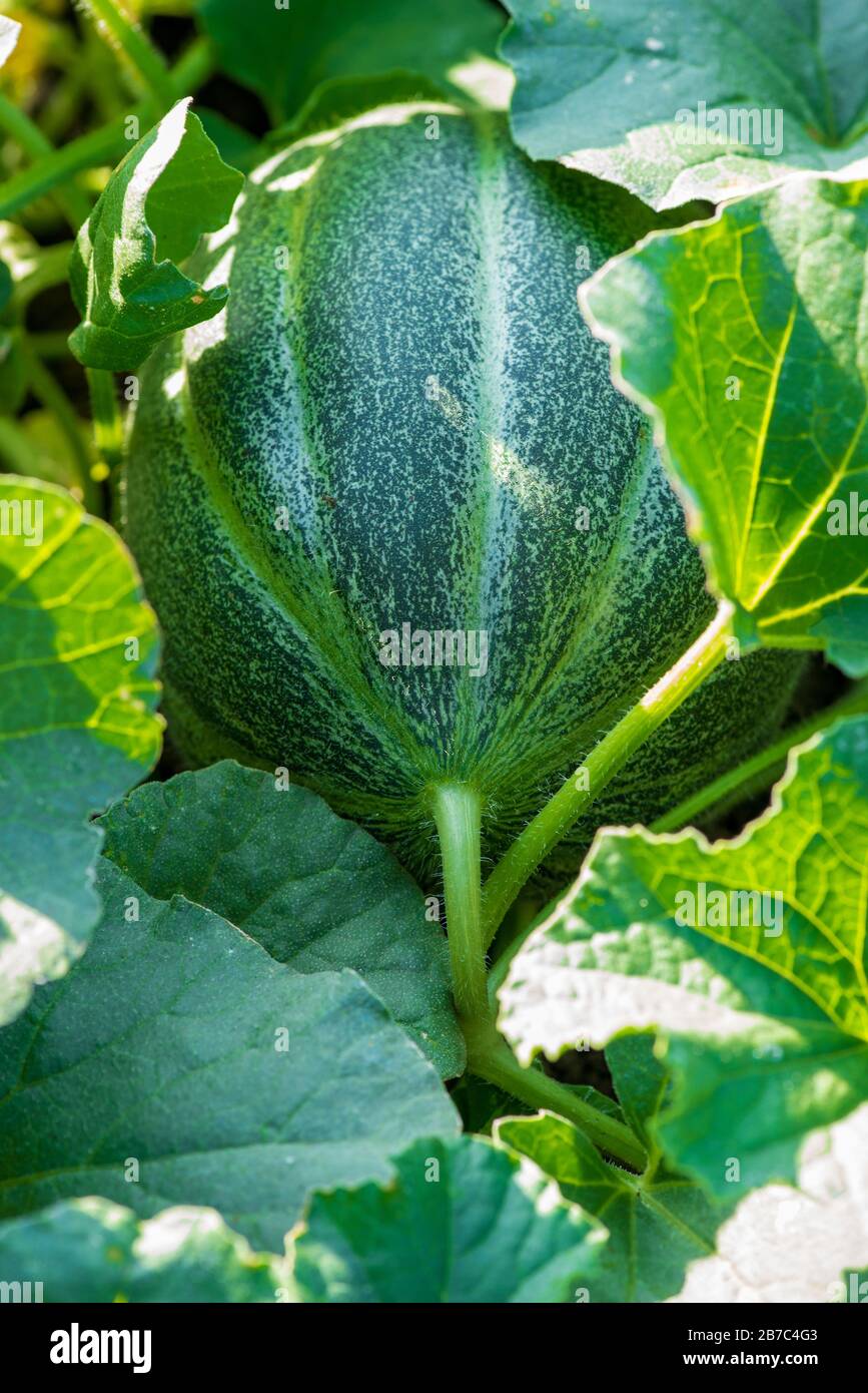 Honeydew melon growing on field hi-res stock photography and images - Alamy
