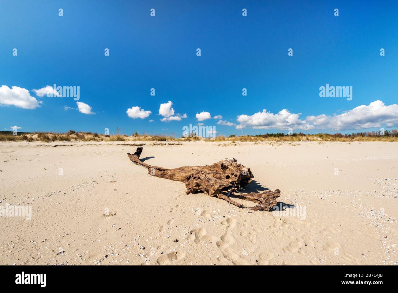 Sandy beach and rotted wood landscape - copy space Stock Photo - Alamy