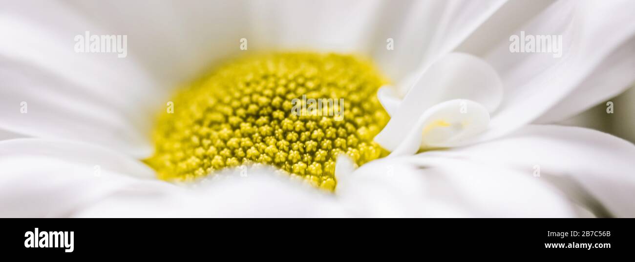 Spring daisy flower in nature, floral art and botanical garden as ...