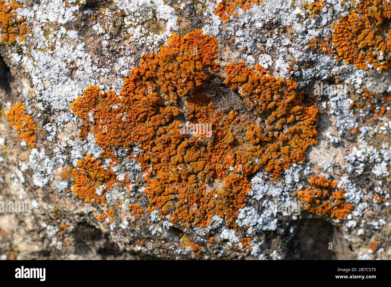 Moss lichen on big stone Stock Photo - Alamy