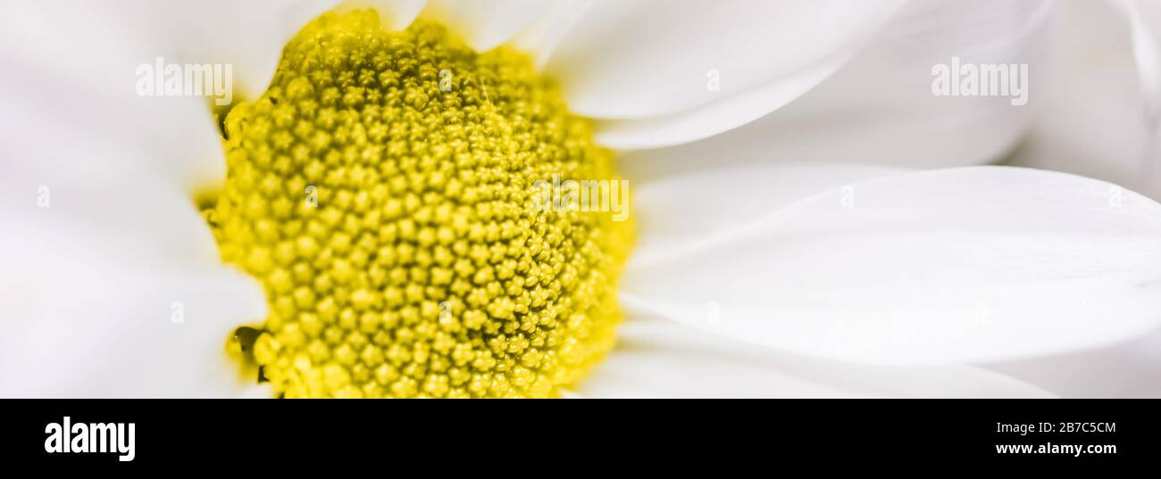 Spring daisy flower in nature, floral art and botanical garden as ...