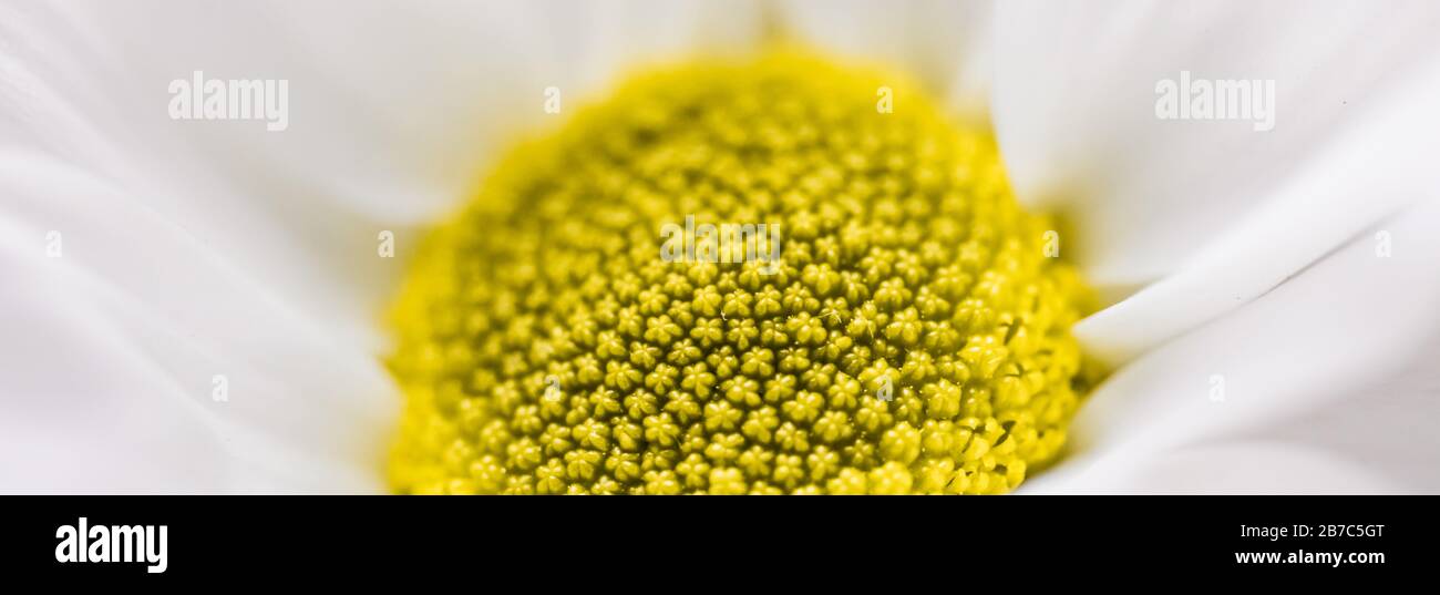 Spring daisy flower in nature, floral art and botanical garden as ...