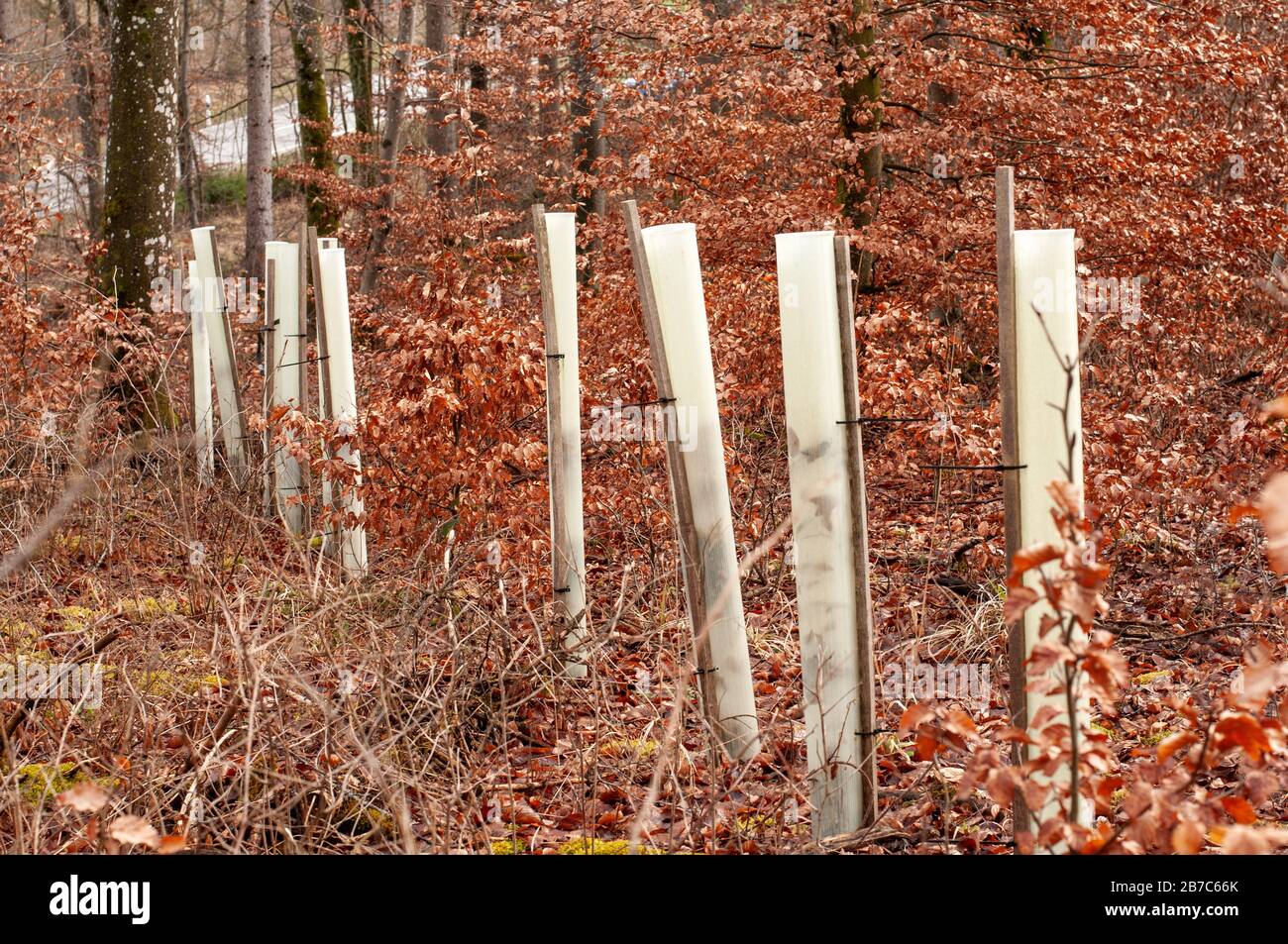 Covering young trees in winter hi-res stock photography and images - Alamy
