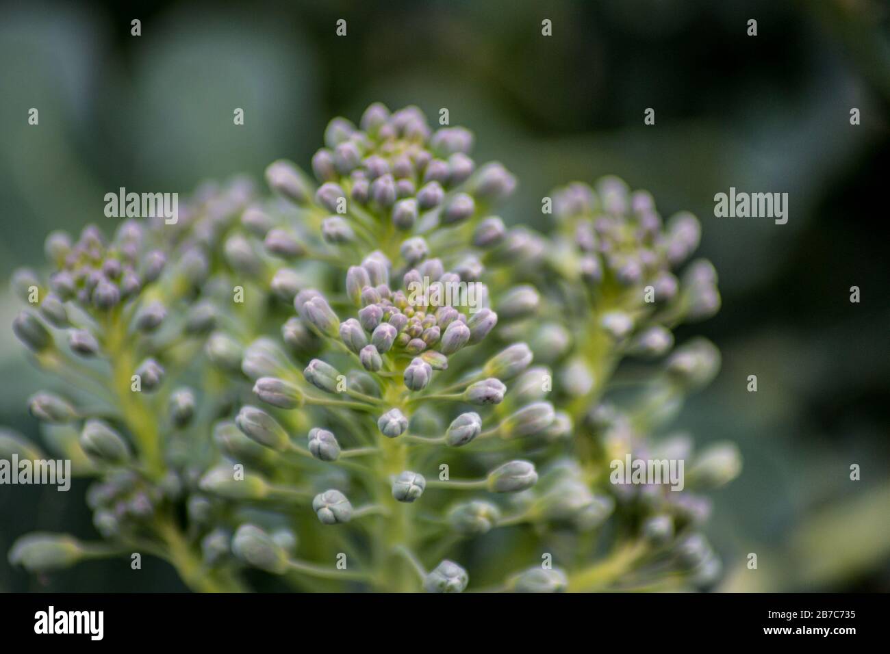Broccoli flower growing in the garden, green leaves, Canola, vegetable ...