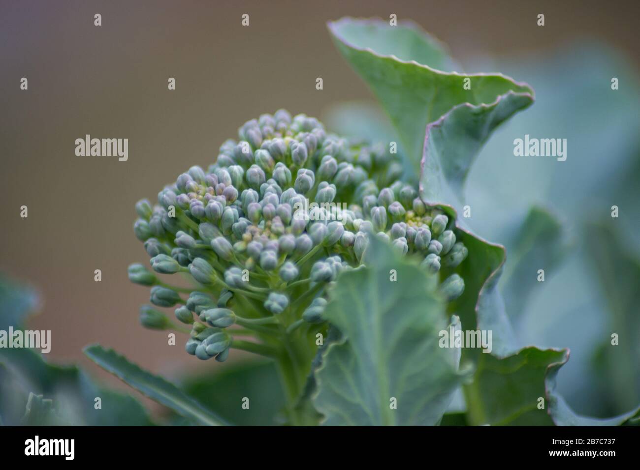Broccoli flower growing in the garden, green leaves, Canola, vegetable ...