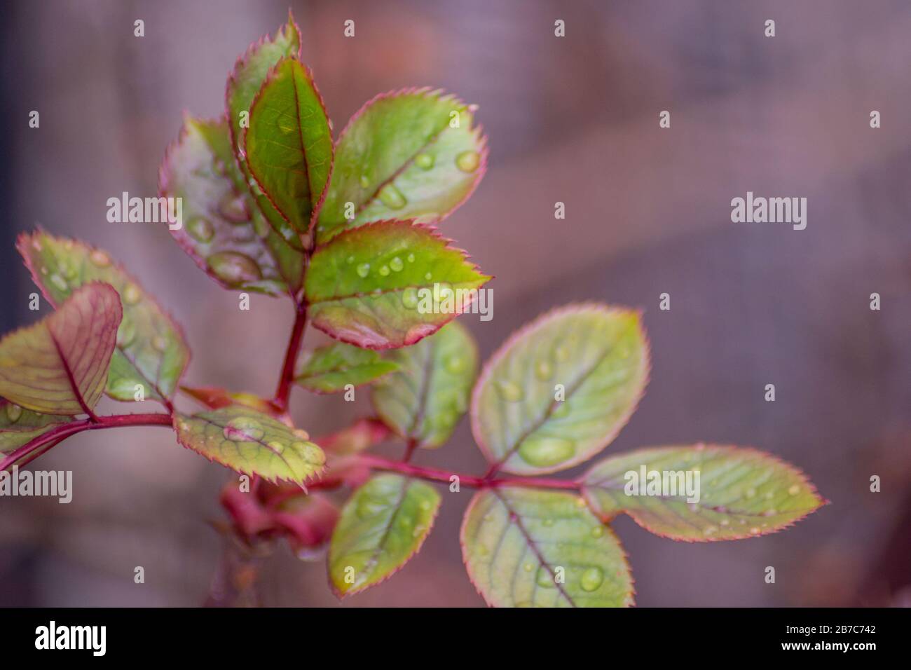 Beautiful details of fresh green and red rose flower leaves, bush, rose ...