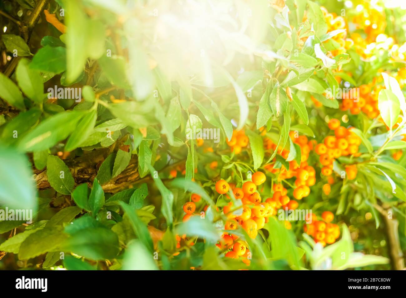 Beautiful sunny spring and summer nature, trees in park and outdoor ...