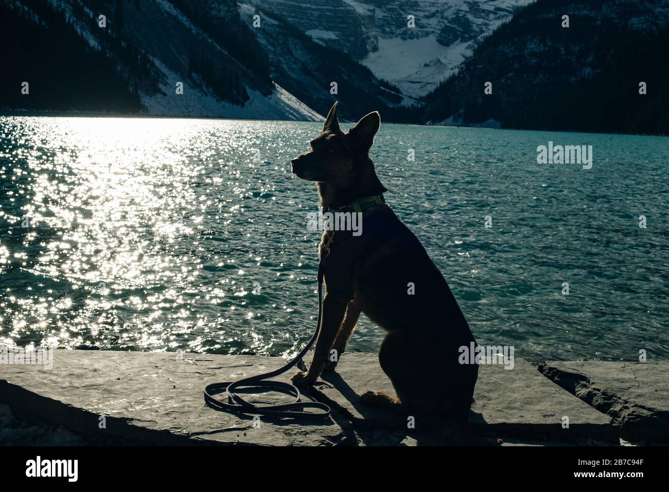 portrait of a young german shepherd on Lake Louise, Banff National Park ...