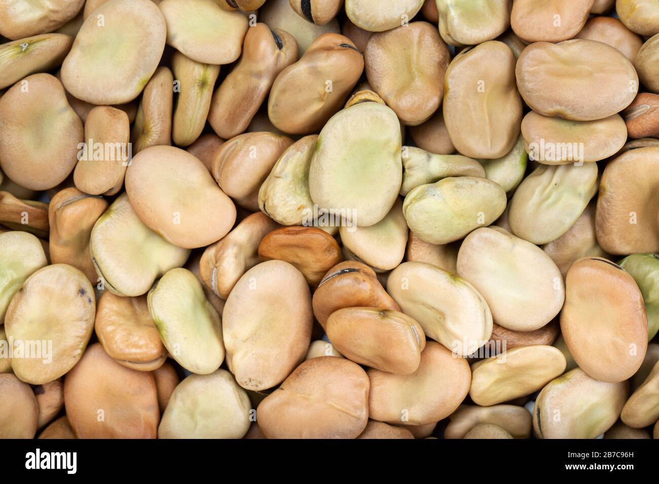 dry broad beans as a background. place for text. clearly visible bean ...