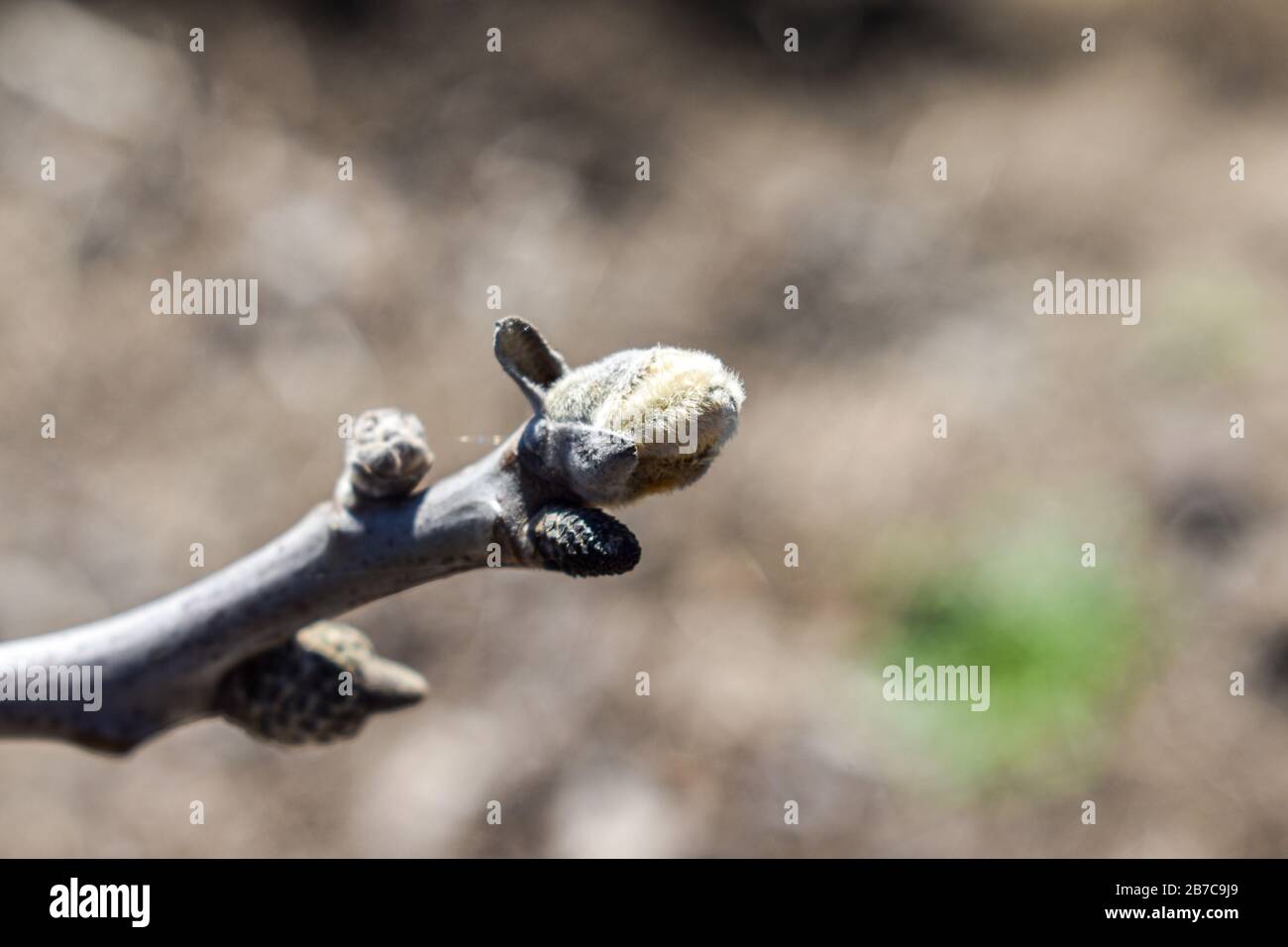 Japanese walnut tree leaves hi-res stock photography and images - Alamy