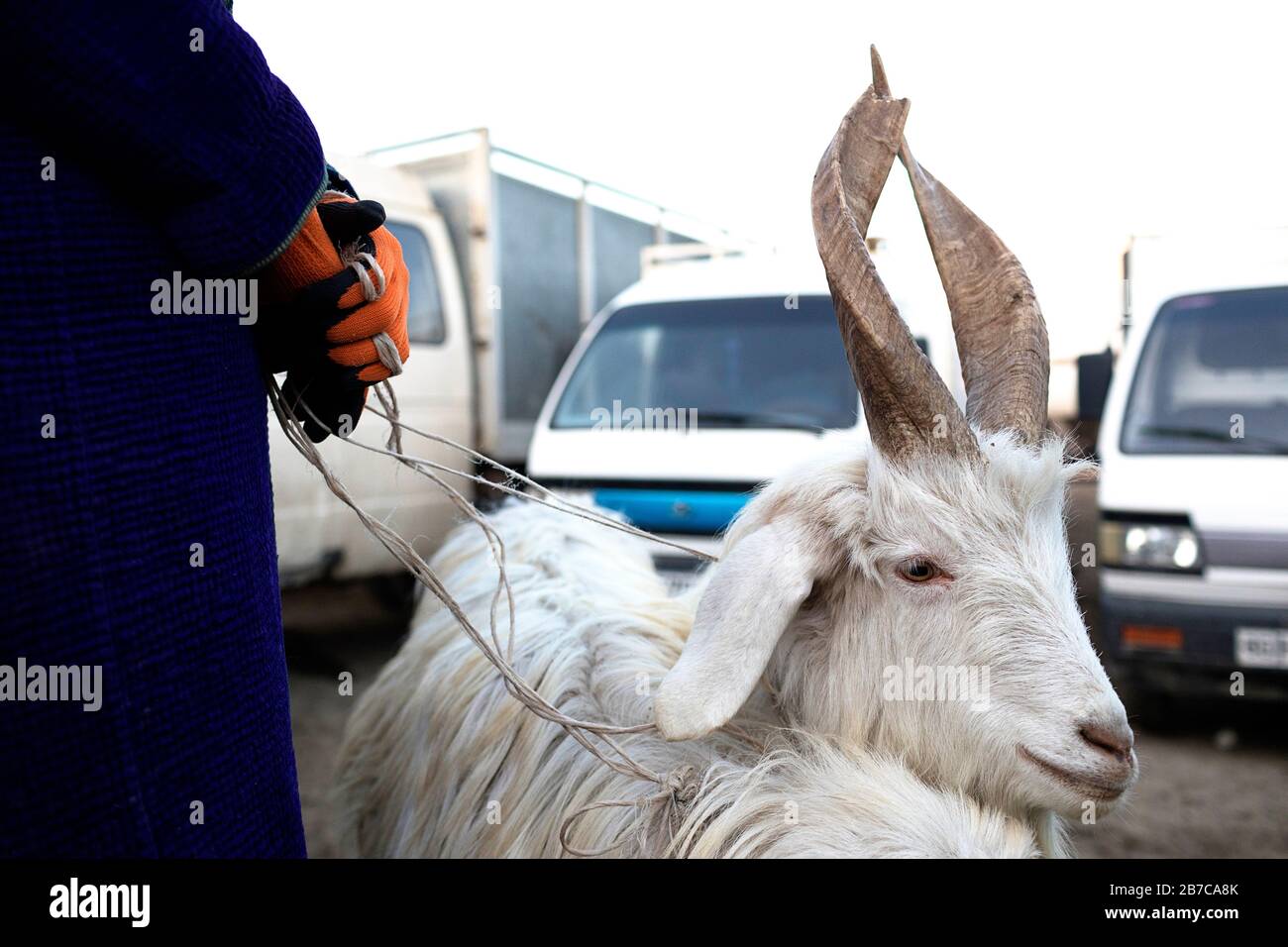Man hands holding rope of a white goat tied up at the morning cattle ...