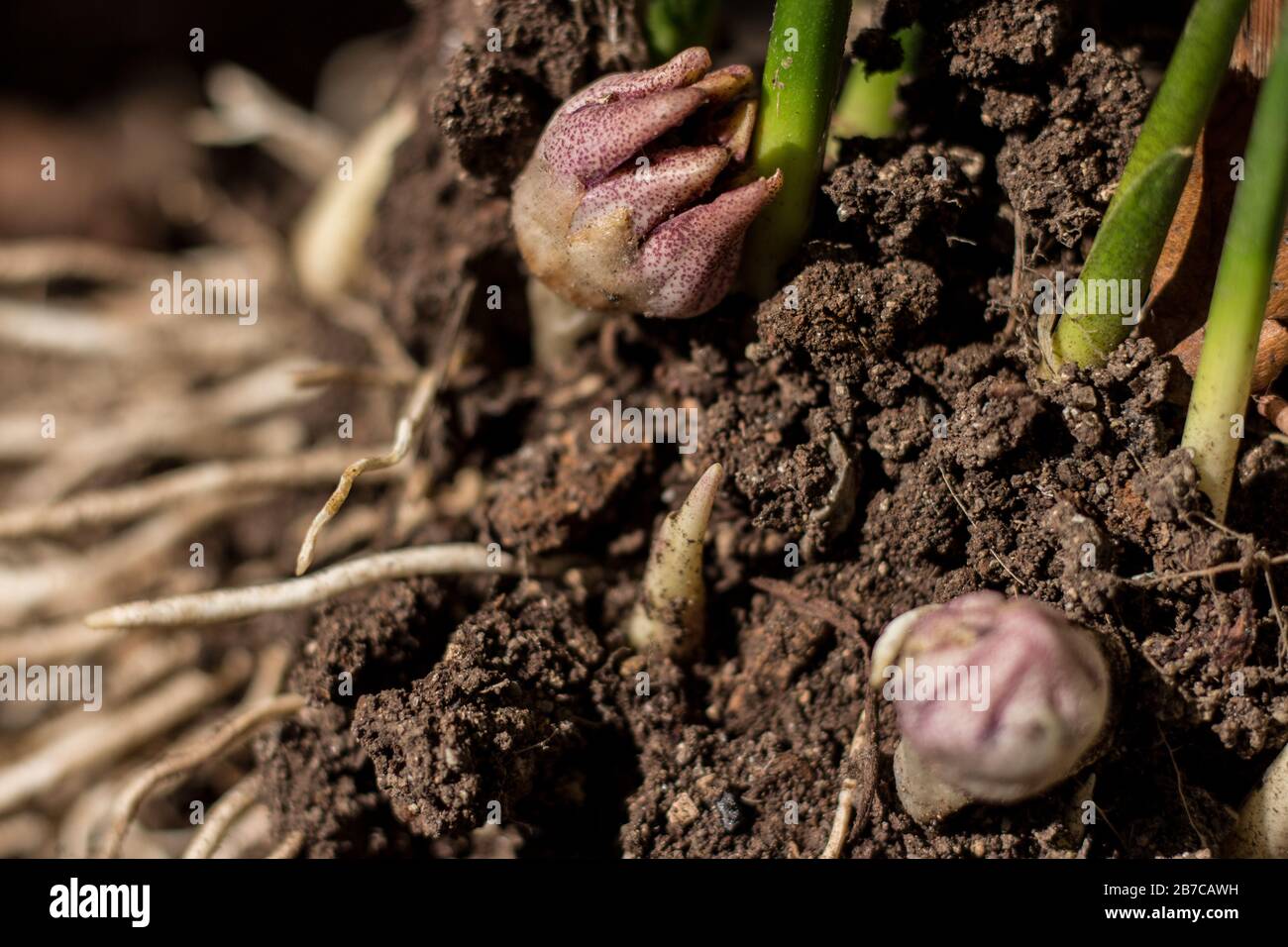 Transplant of seasonal plants. Healthy plant roots with new shoots ...