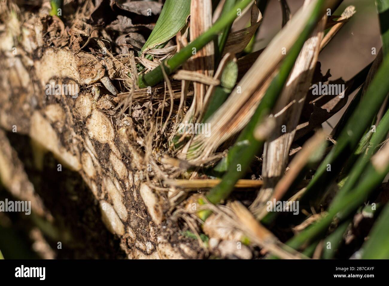 Transplant of seasonal plants. Healthy plant roots with new shoots ...