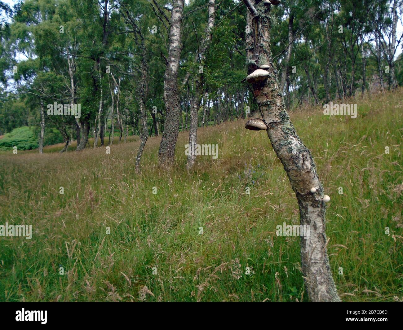Birch conk fungus hi-res stock photography and images - Alamy