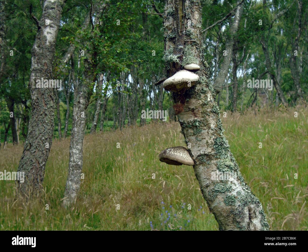 Birch conk fungus hi-res stock photography and images - Alamy