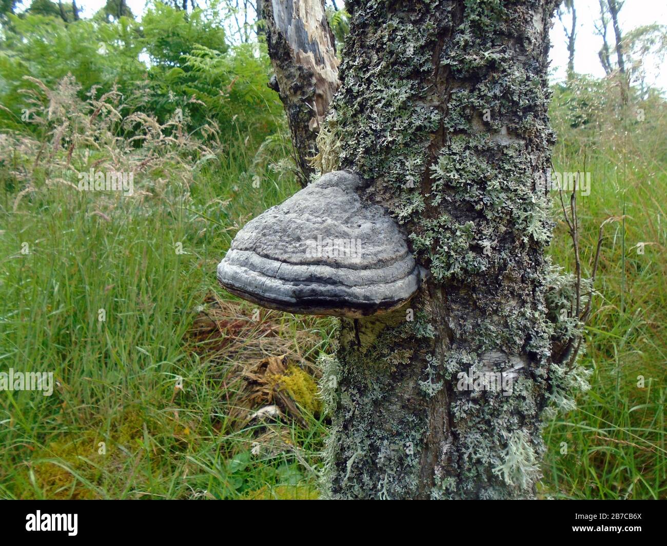 Birch conk fungus hi-res stock photography and images - Alamy